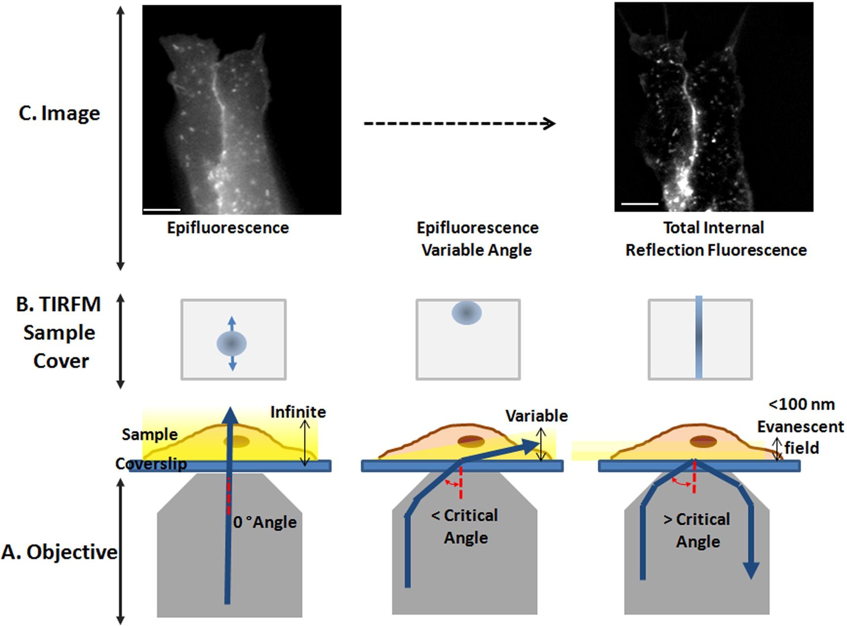 הדמיית תאים באמצעות מיקרוסקופ פלואורסצנטי של השתקפות פנימית כוללת