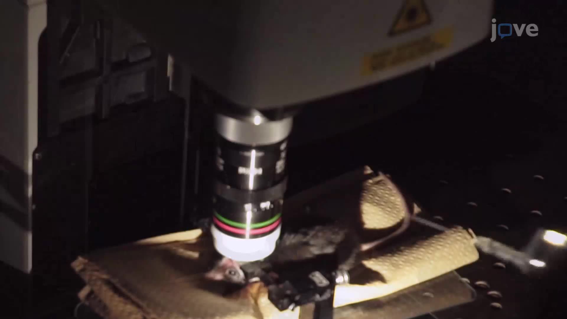 Video: In Vivo Two-Photon Imaging of Microglial Dynamics in the Mouse ...