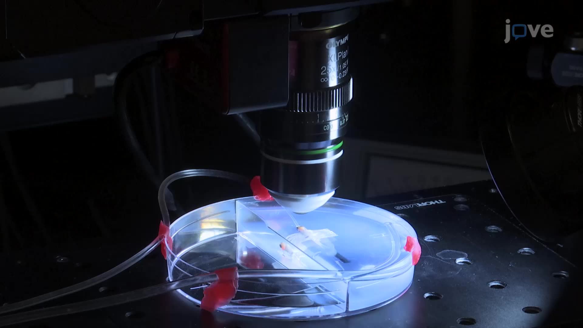 Video: Deep-Tissue Imaging of a Zebrafish Brain Using a Three-Photon Fluorescence Microscope - Deney