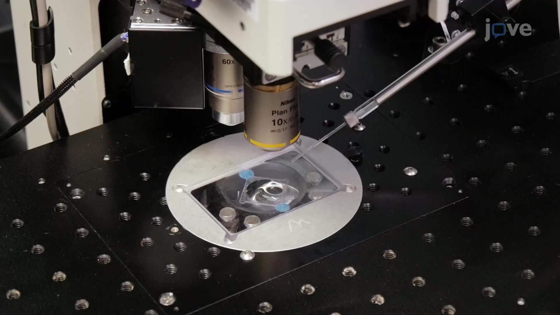 비디오: Imaging Calcium Dynamics in Lateral-Line Hair Cells of Larval ...