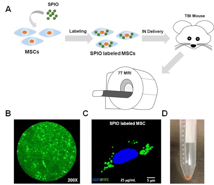 Video: Intranasal Mesenchymal Stem Cell Delivery in a Mouse Model of ...