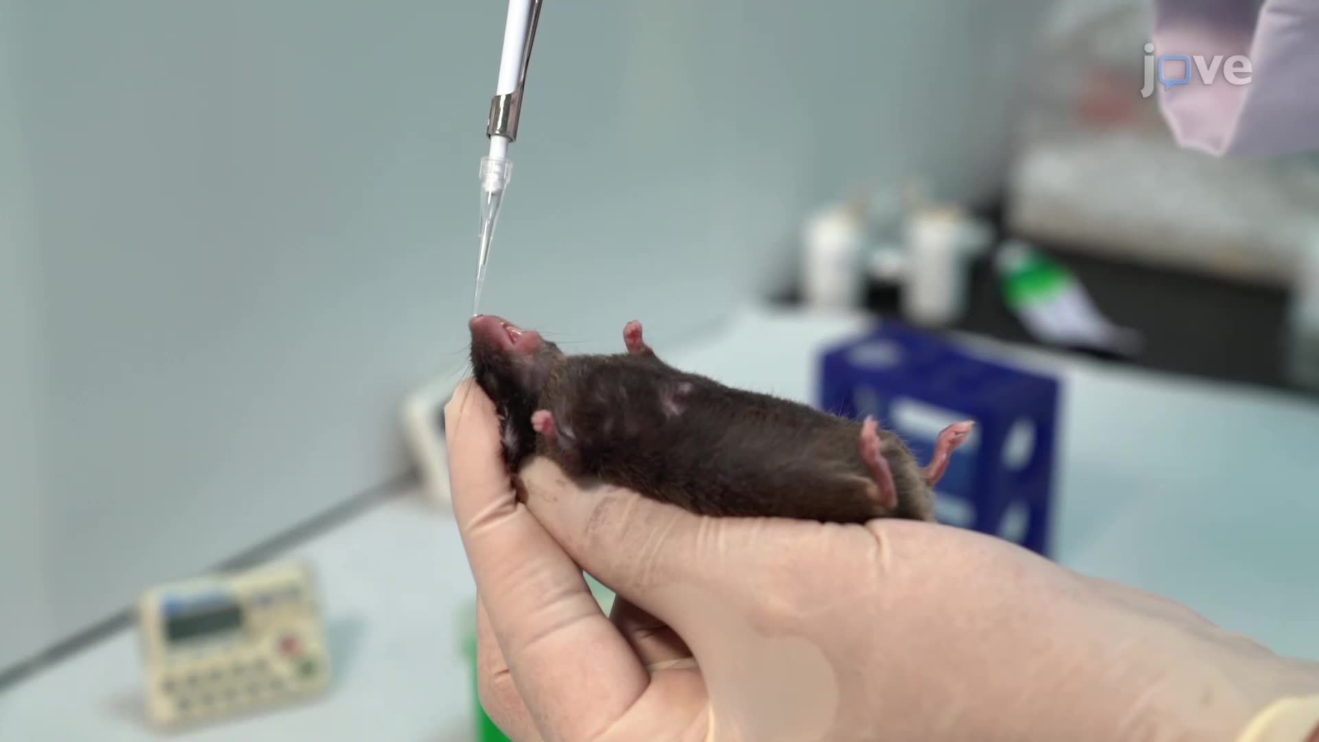 비디오: 외상성 뇌 손상의 마우스 모델에서 비강 내 중간엽 줄기 세포 전달 - 실험