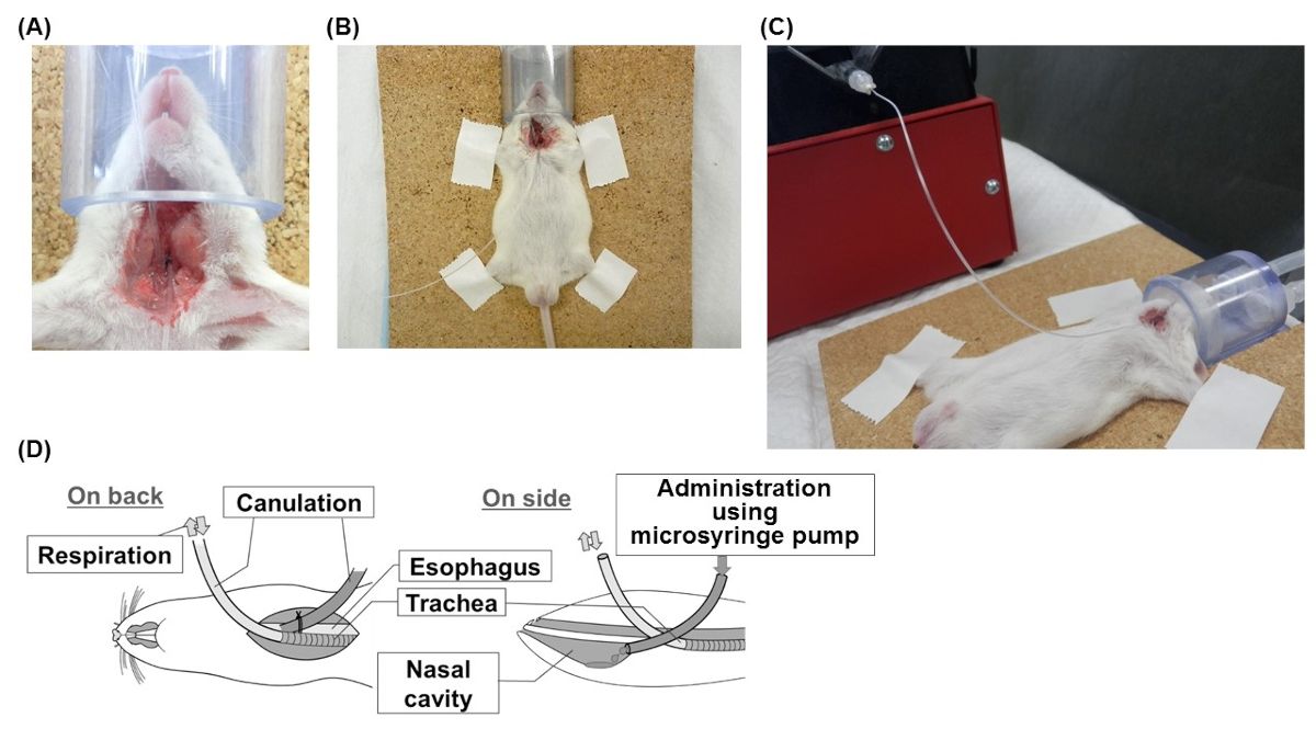 Vidéo: Administration intranasale de médicaments chez la souris à l ...