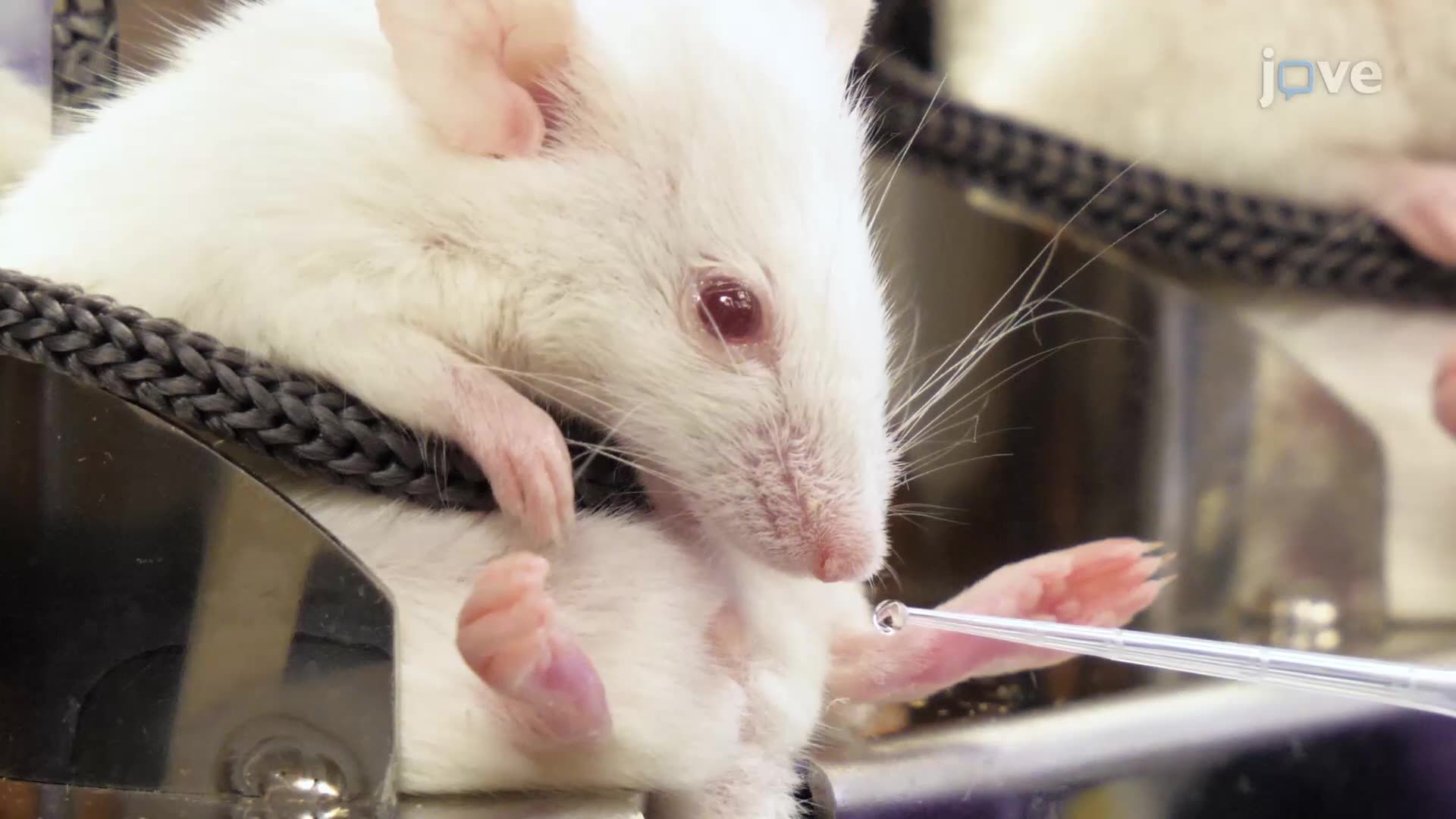 Vídeo: Entrega intranasal de siRNA ao cérebro de camundongo usando um ...