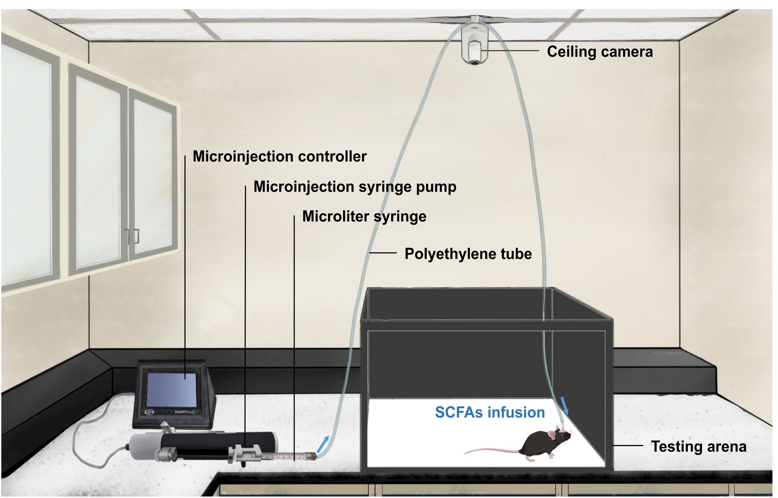 Intracranial Injection of Gut-Derived Microbial Metabolites in a Mouse ...