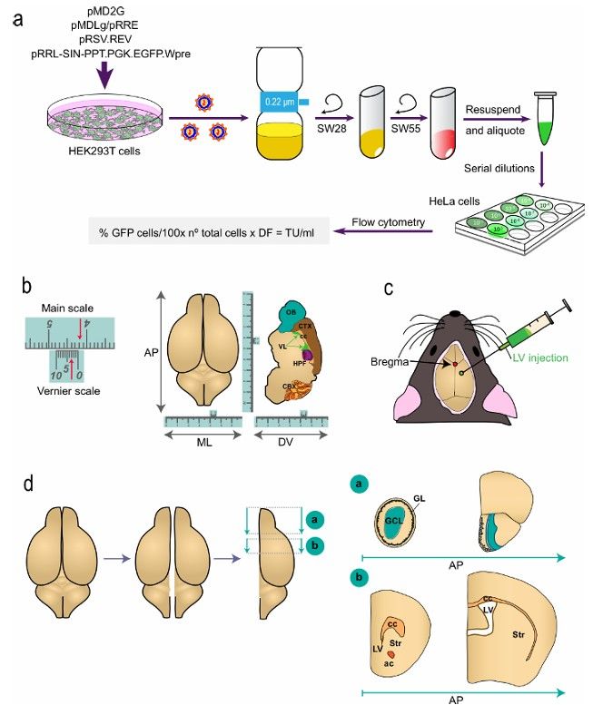 Stereotaktische Injektion von Viren für eine stabile genetische ...