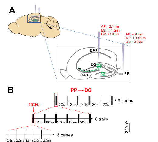High-Frequency Stimulation to Enhance Neuronal Activation and ...