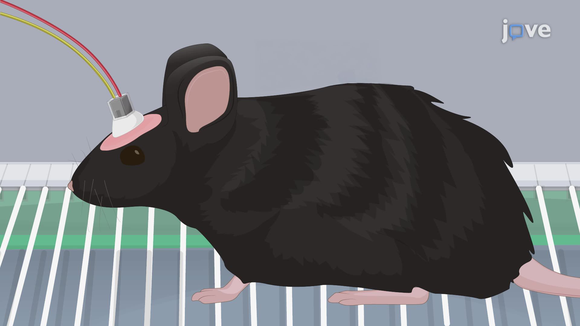 Video: Stymulacja o wysokiej częstotliwości w celu zwiększenia aktywacji neuronów i neurogenezy ...