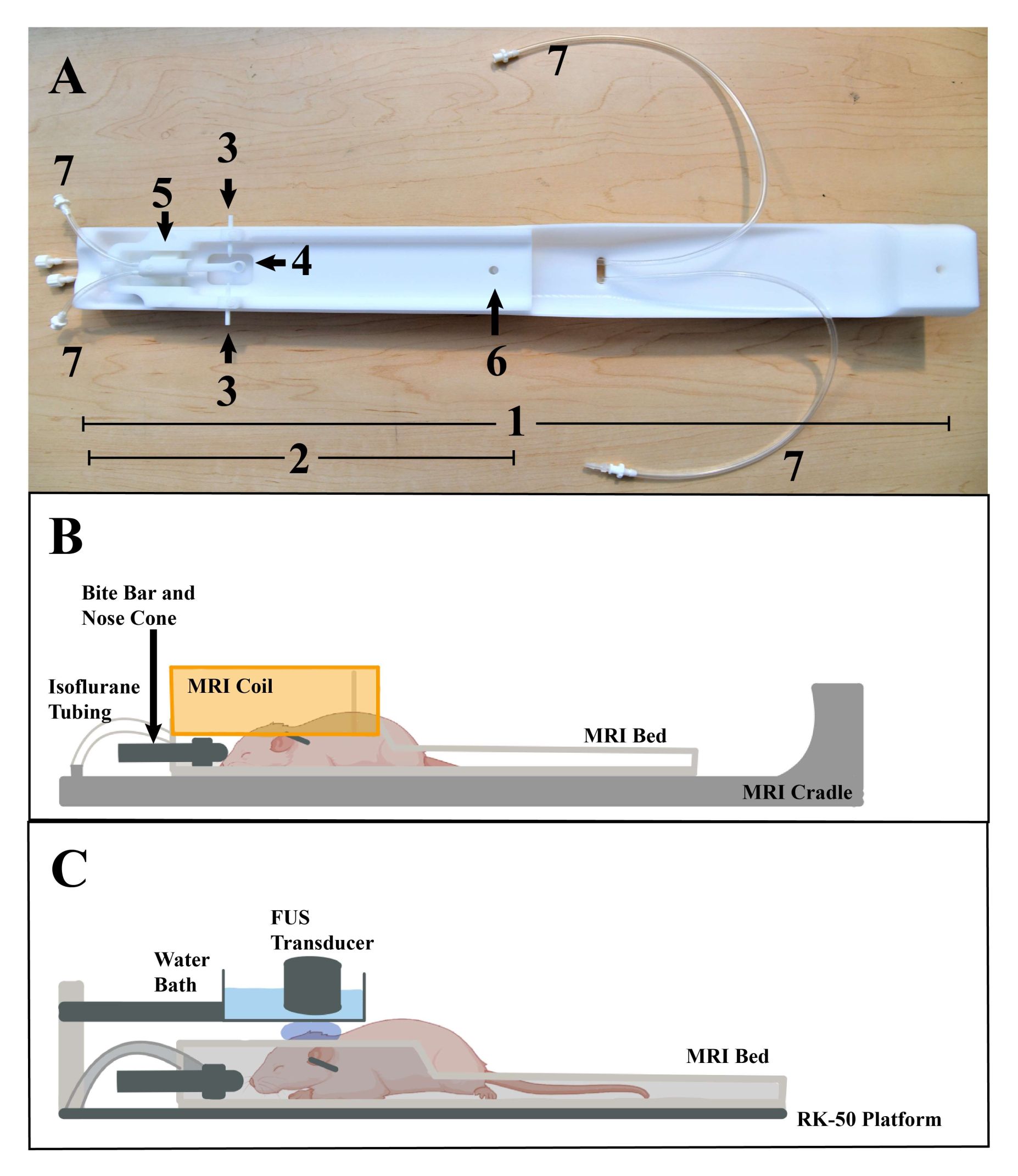 Sonodynamic Therapy를 이용한 마우스 모델에서 뇌종양 치료