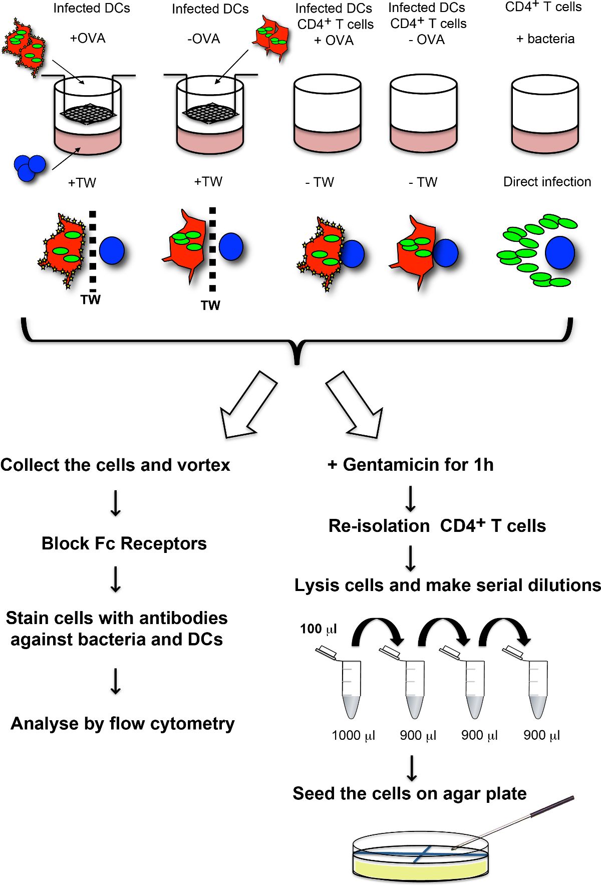 In Vitro Bacterial Transinfection of T Cells via Immunological Synapse ...