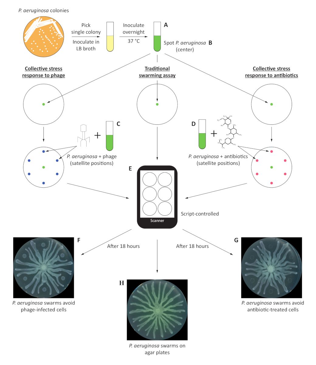 Comportement d’essaimage de Pseudomonas aeruginosa sous stress antibiotique