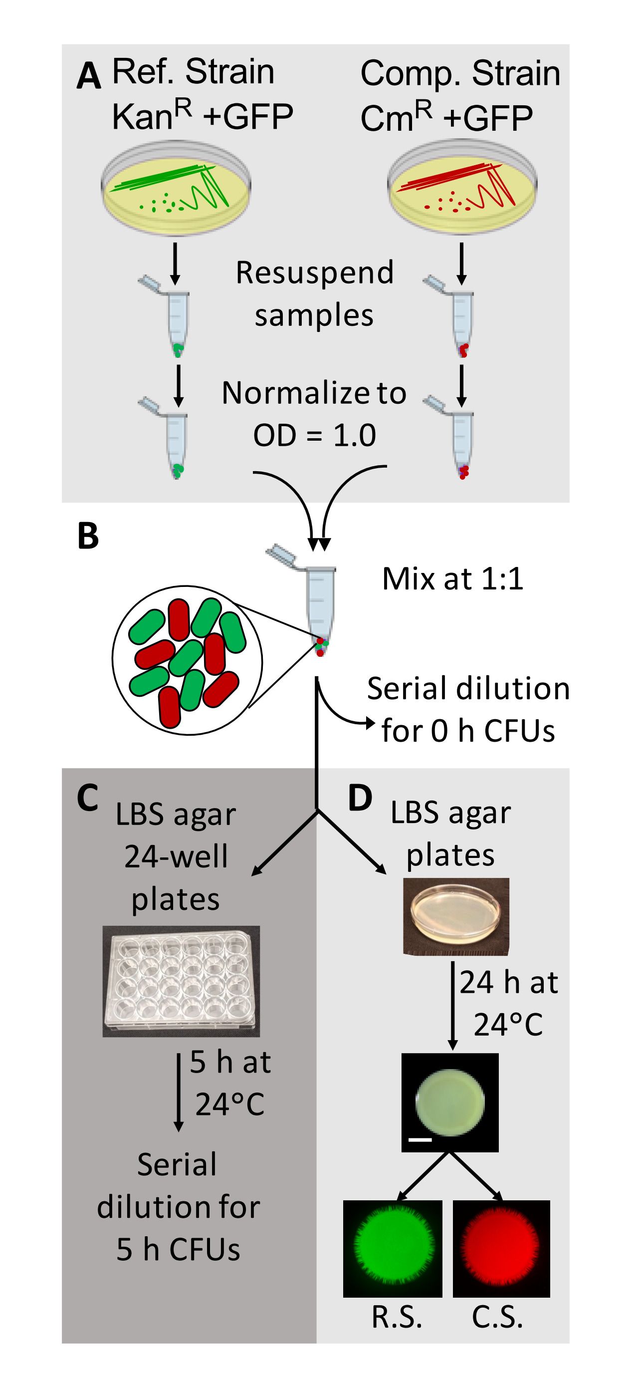 Coincubation Assay for Studying Competitive Interactions Between ...