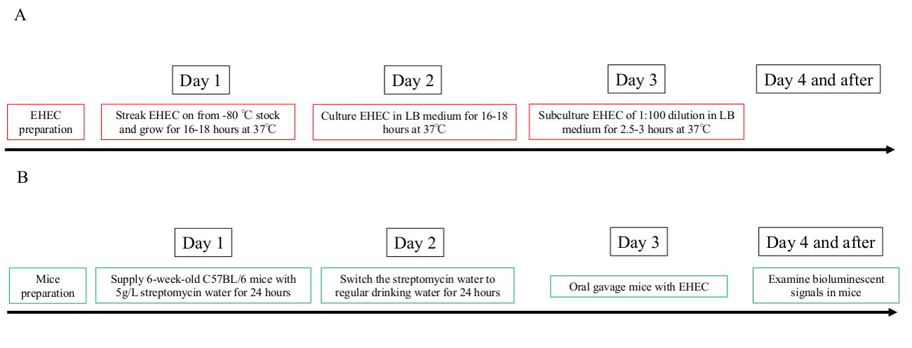 Preparation of Bioluminescent Enterohemorrhagic Escherichia coli Inoculum