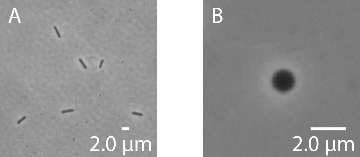 Generating Protoplasts from the Gram-Positive Bacterium Bacillus megaterium