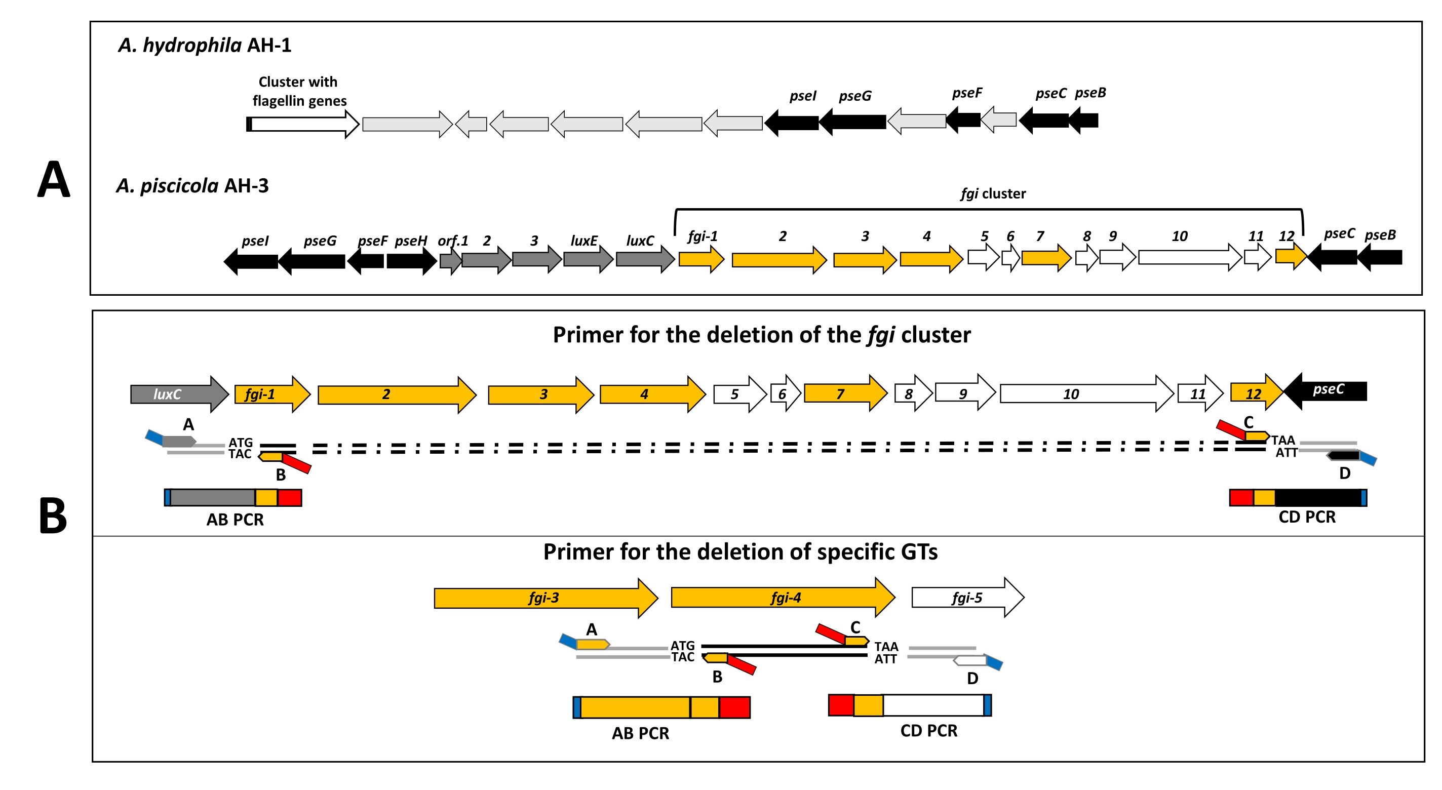 Amplification of a Suicide Plasmid in a Bacterial Host