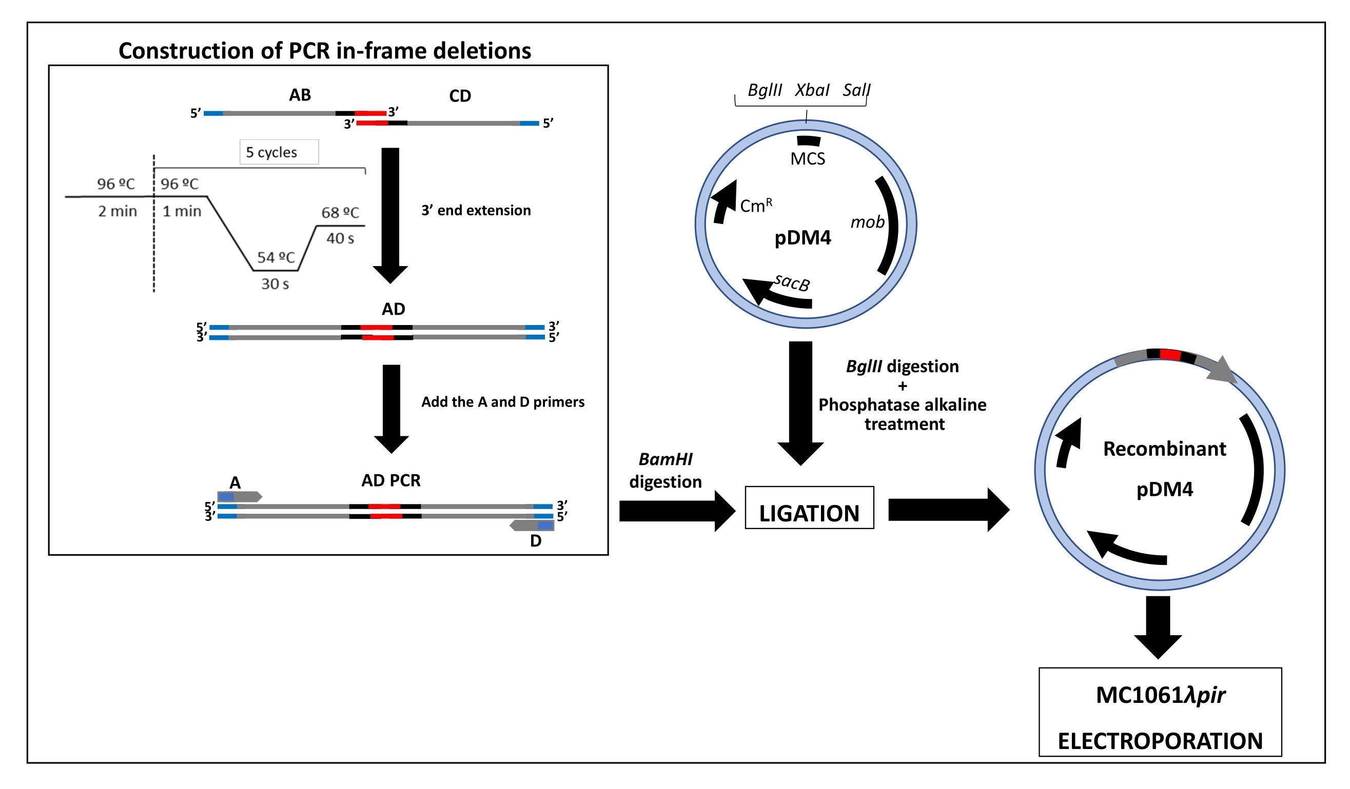 Amplification of a Suicide Plasmid in a Bacterial Host