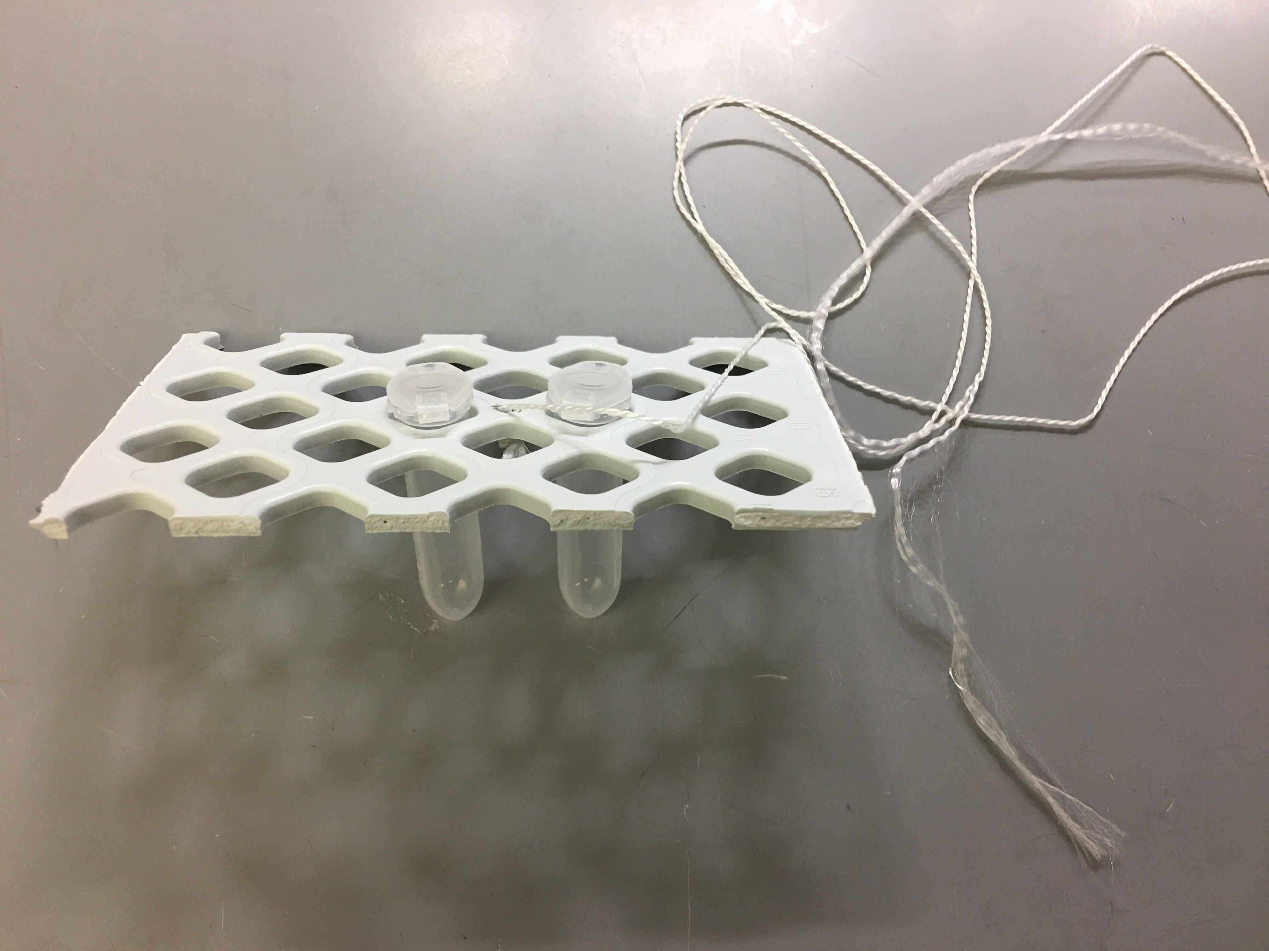 Preparation of Crude Cell Extract from Vibrio natriegens