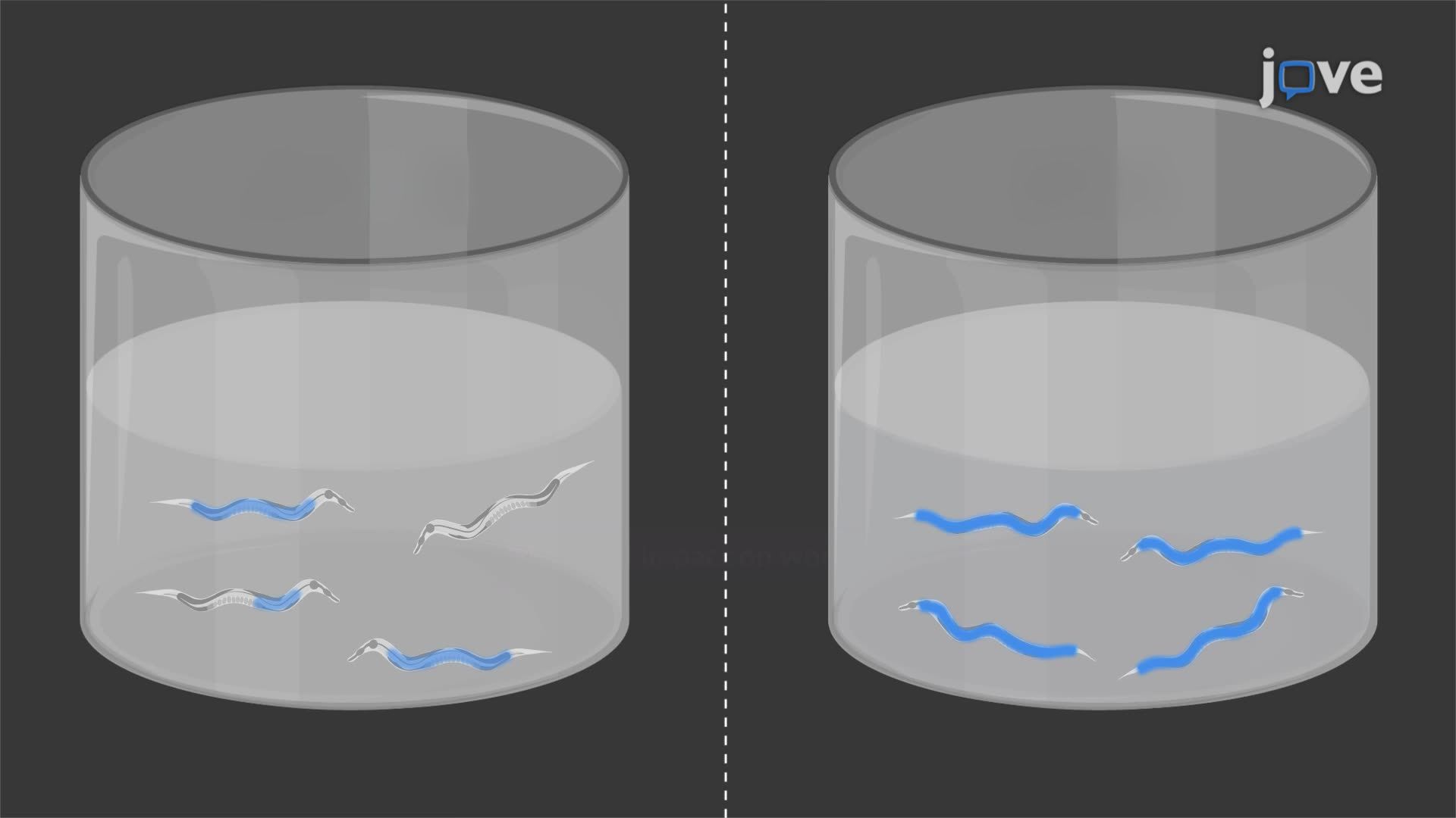 Vidéo: High-Throughput Fluorescent Assay to Study Microbe-Worm ...