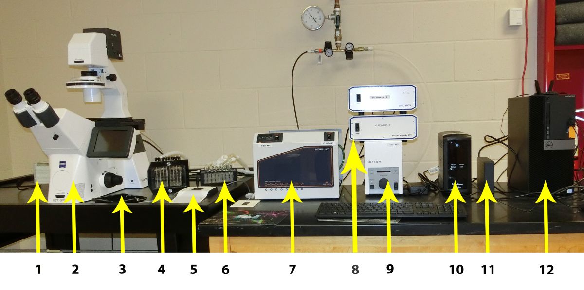 Preparación de una placa microfluídica con células bacterianas