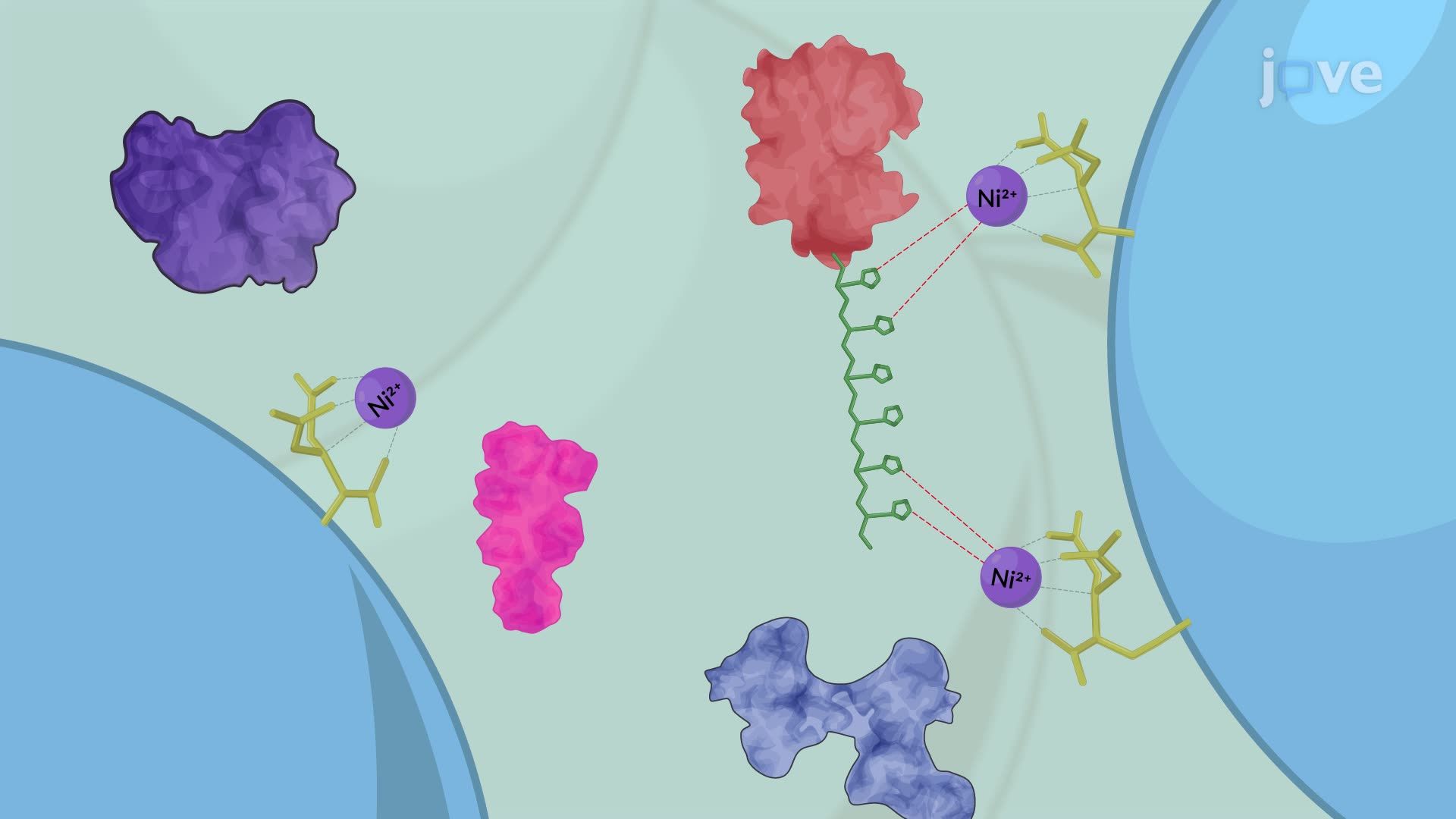 Video: An Affinity Chromatography Technique for the Purification of a ...