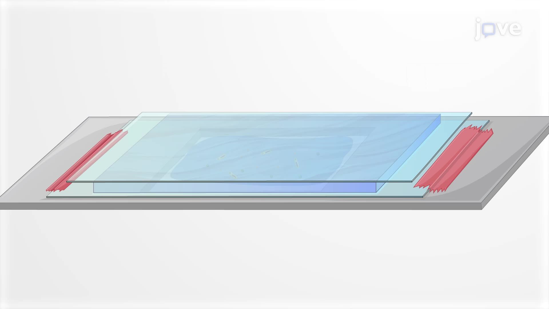 Vídeo: Preparação de Amostras de Myxococcus xanthus para Imagem de ...