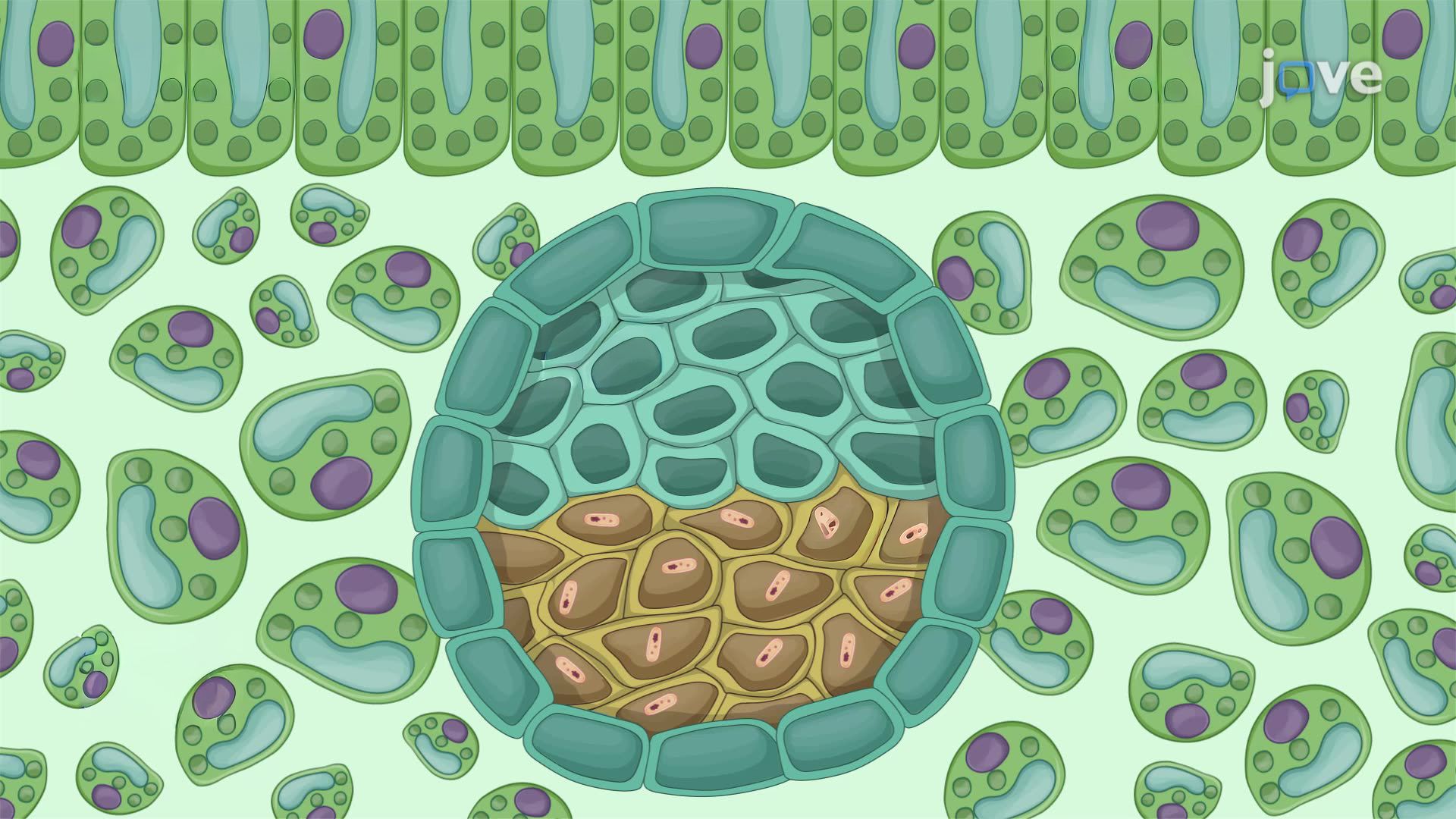 Video: Extraction of Genomic DNA from Plant Leaf Tissue Infected with ...