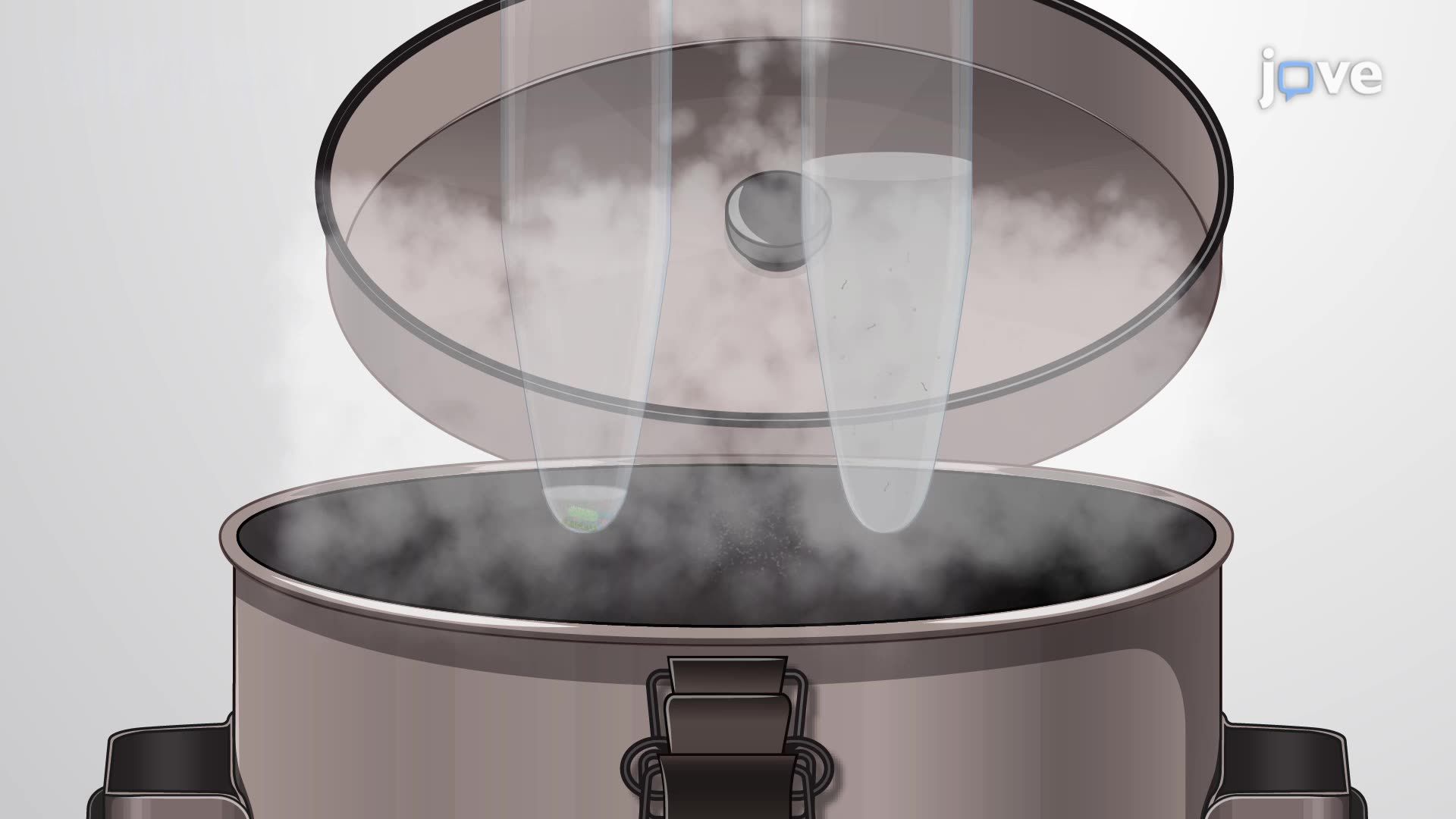 Video: In Vitro Batch-Culture Model to Mimic Colonic Fermentation by ...