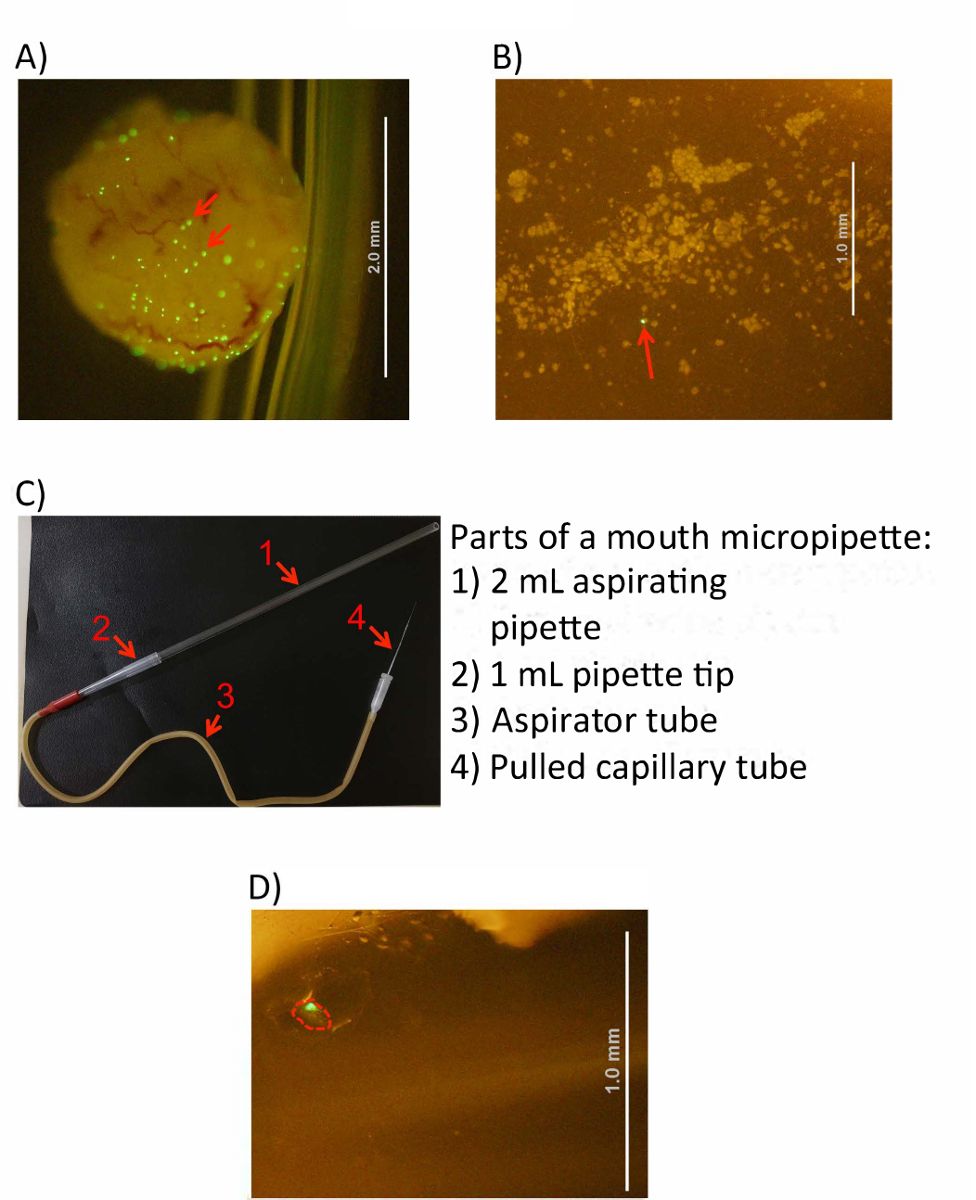 Isolation of Mouse Bladder Epithelial Cells Containing Intracellular ...