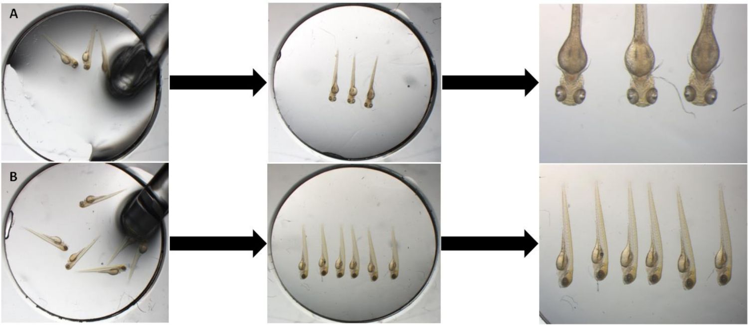 Live Imaging of Macrophage Cell Death During Mycobacterial Infection in ...