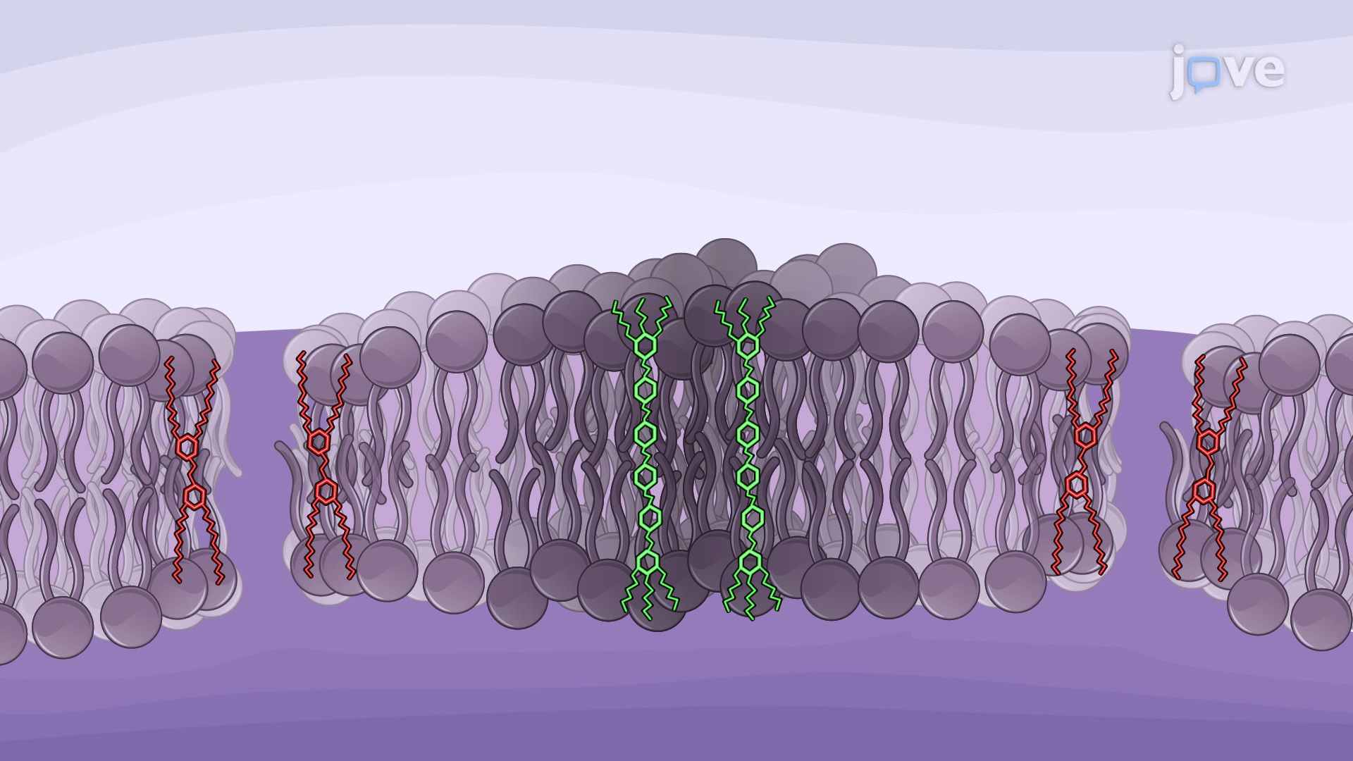 Video: Synergistic Antimicrobial Effect of Membrane-Targeting Compounds ...