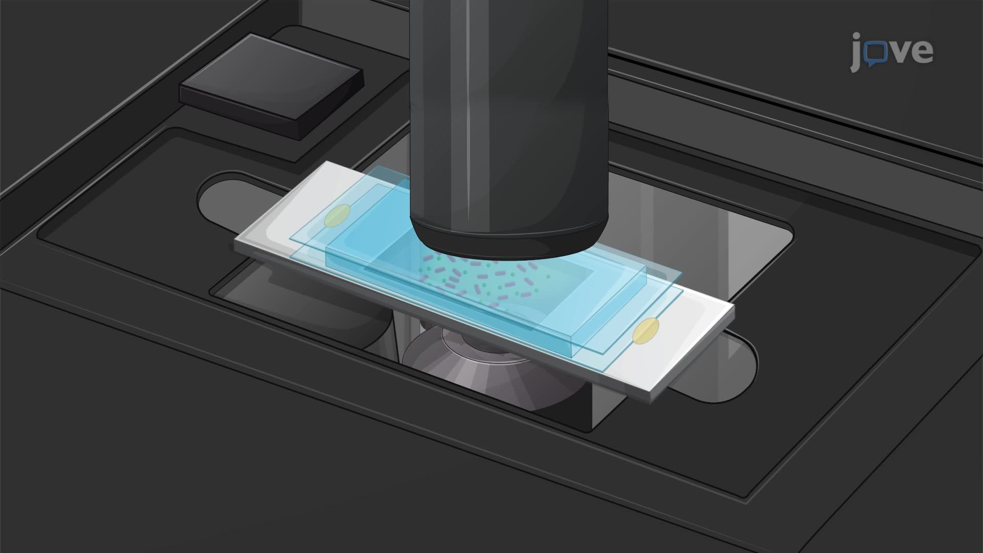 Time-Lapse Imaging of Chromosome Segregation in Fluorescently Labeled ...