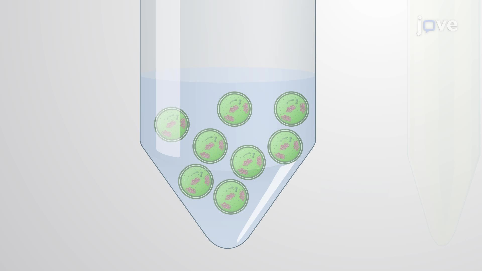 Generation of Spheroplasts from Gram-Negative Bacteria