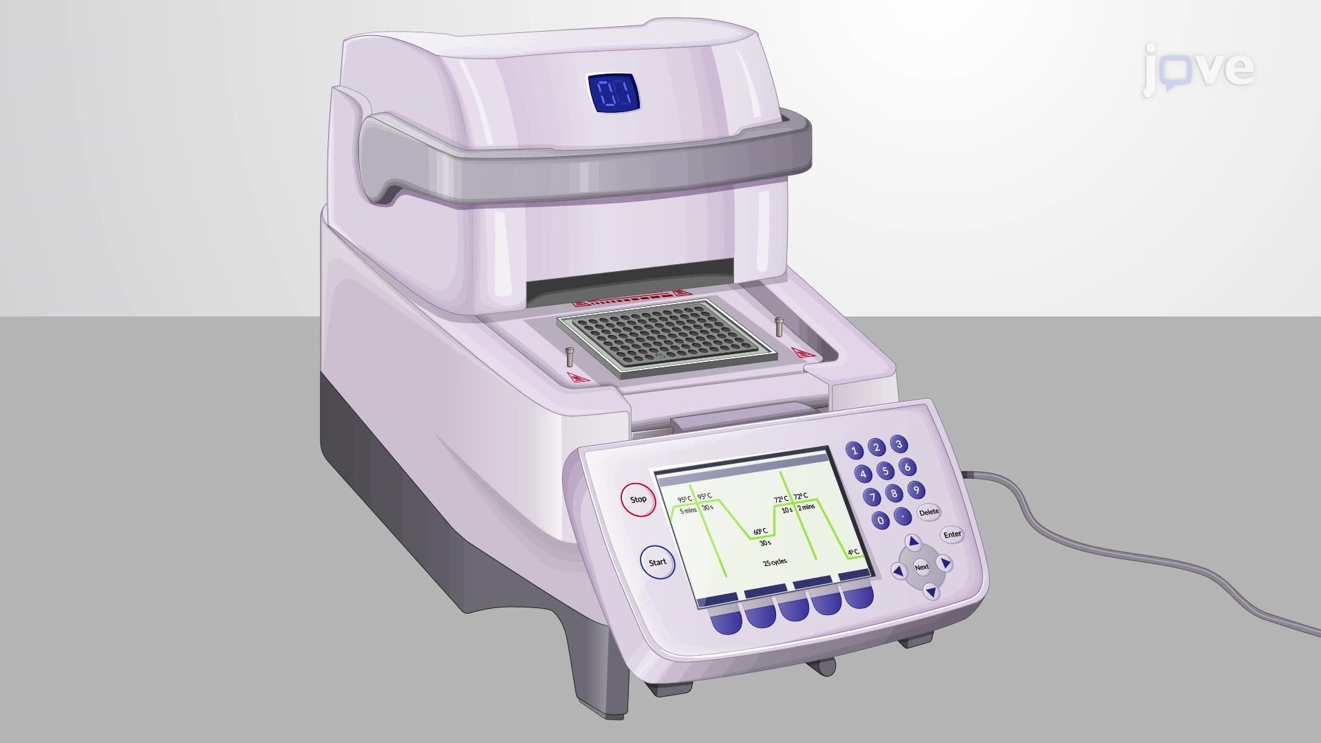 Detection of Saccharibacteria in Binary Culture Using Polymerase Chain ...