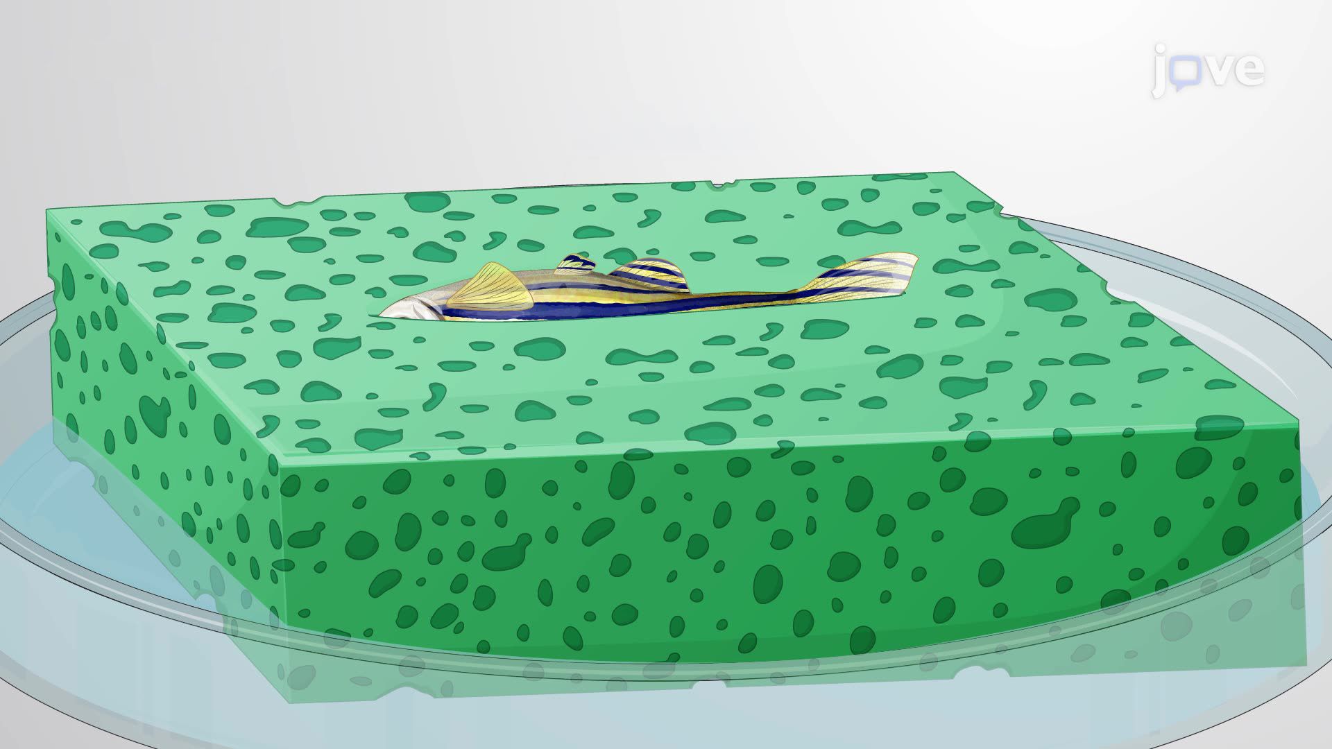 Lymphocyte Role in Zebrafish Infection Study | JoVE EoE
