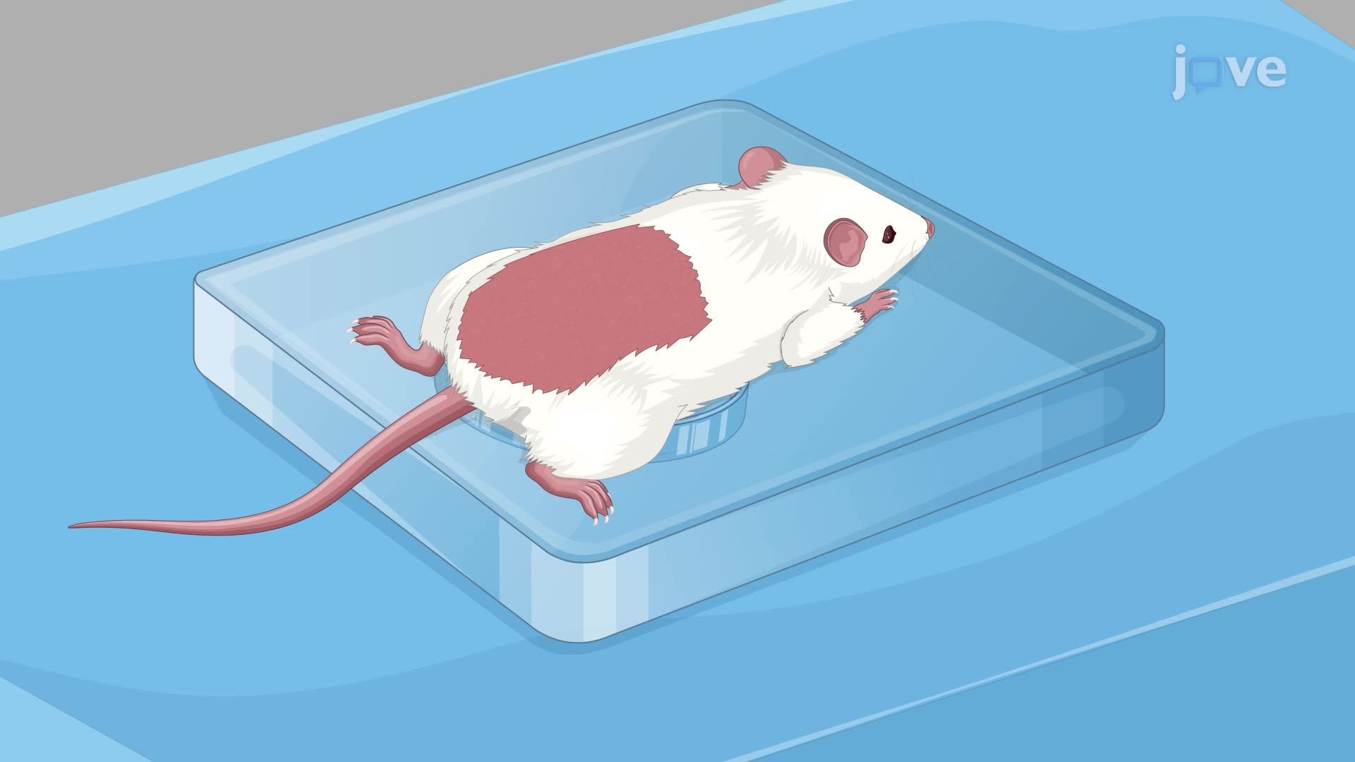 Establishing a Mouse Model of Burn Infections with Pathogenic Bacteria