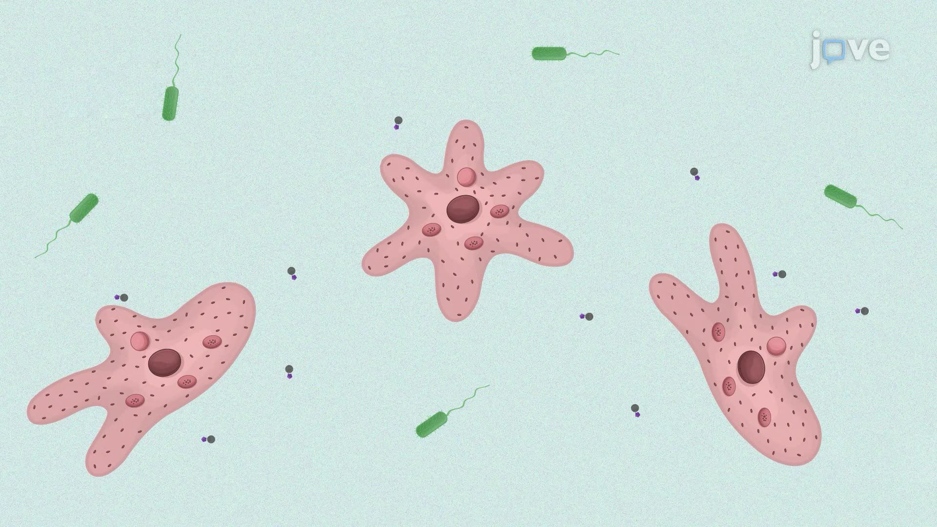 Vídeo: A Rapid Image-Based Assay for Screening Surface-Induced ...