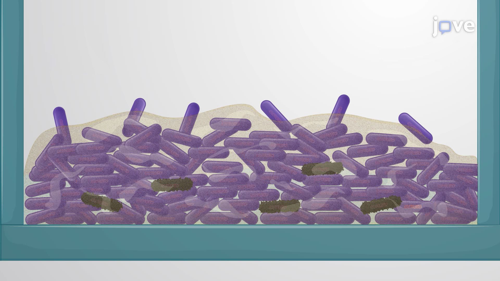 Video: Confocal Imaging of Bacterial Biofilms Induced by Sputum ...