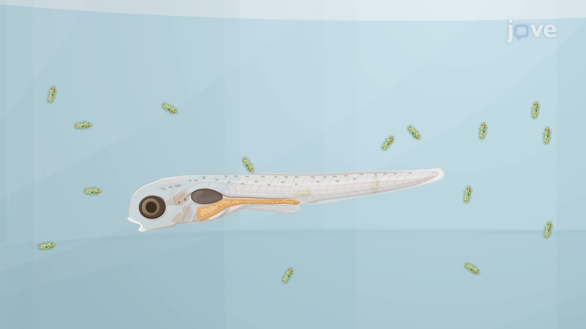Vídeo: Modeling Intestinal Infection in Zebrafish Larvae Using ...