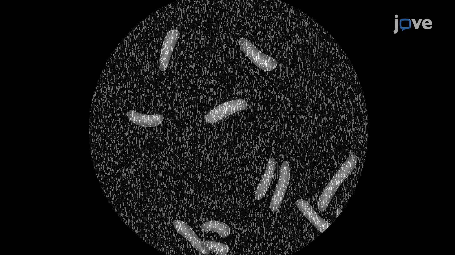 Video: Detection of Bacterial Antibiotic Susceptibility Using a ...