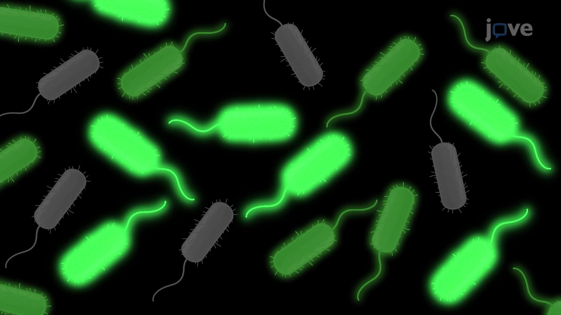 Video: Single-Cell Analysis of Gene Expression from Plant-Extracted ...