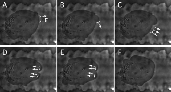 Evaluation of Cancer Stem Cell Migration Using Compartmentalizing ...