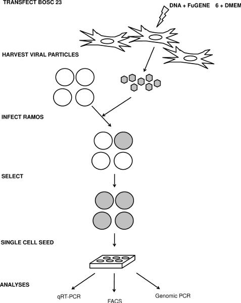 Assessing Somatic Hypermutation in Ramos B Cells after Overexpression ...