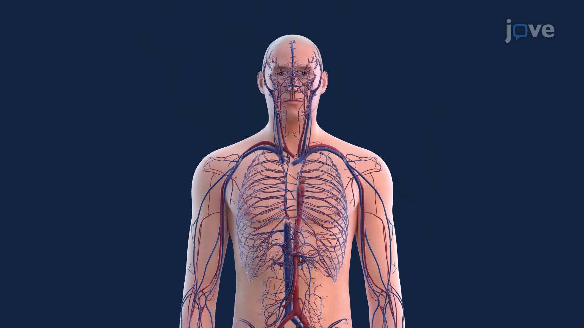 Video: Applications of Integration to Find Blood Flow