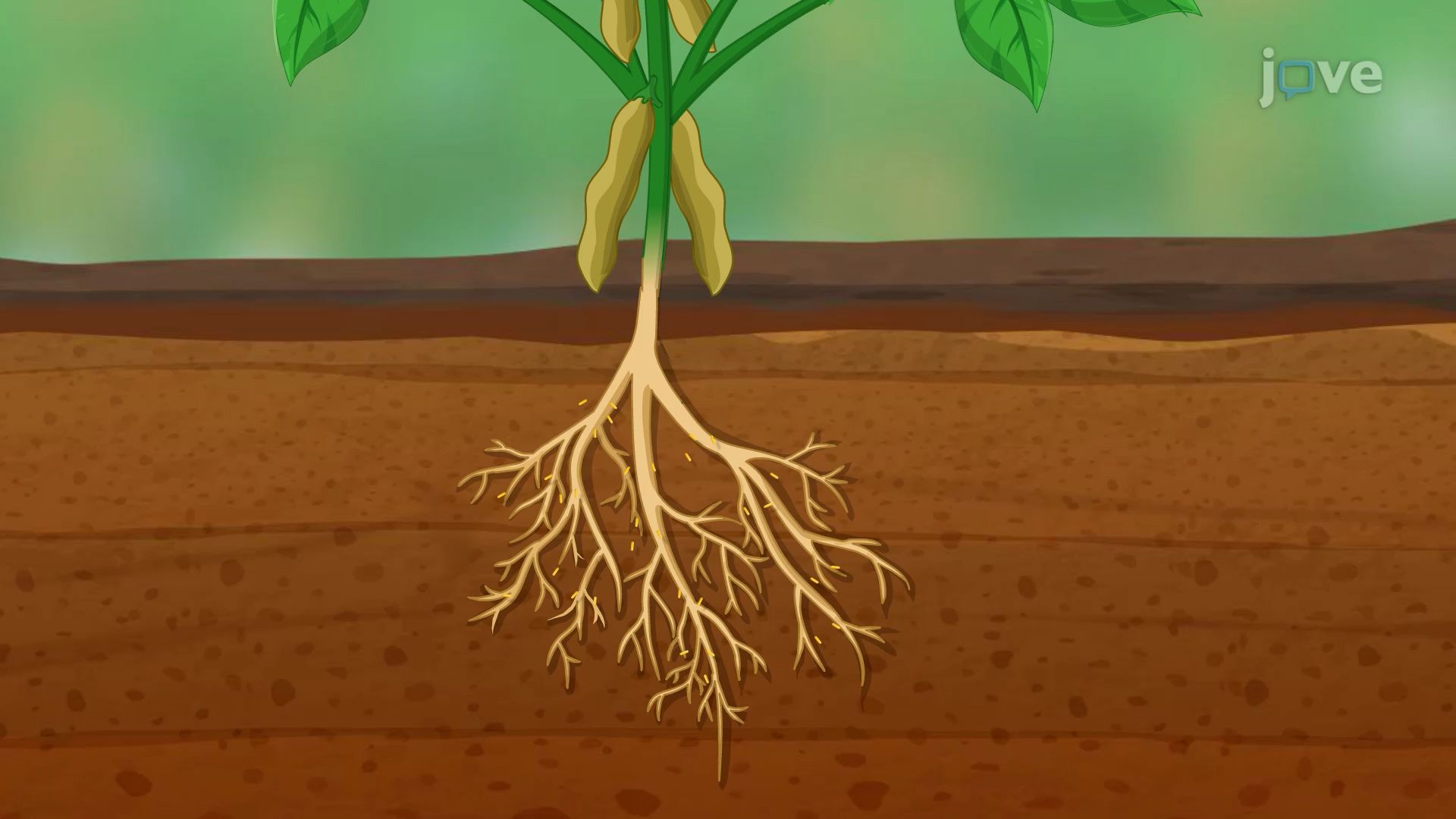 Video: Microbe-Plant Interactions