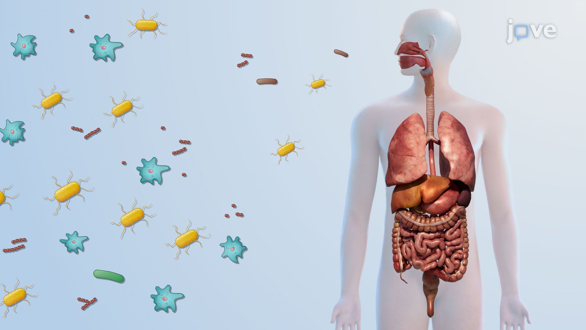Video: Colonisation of Pathogens