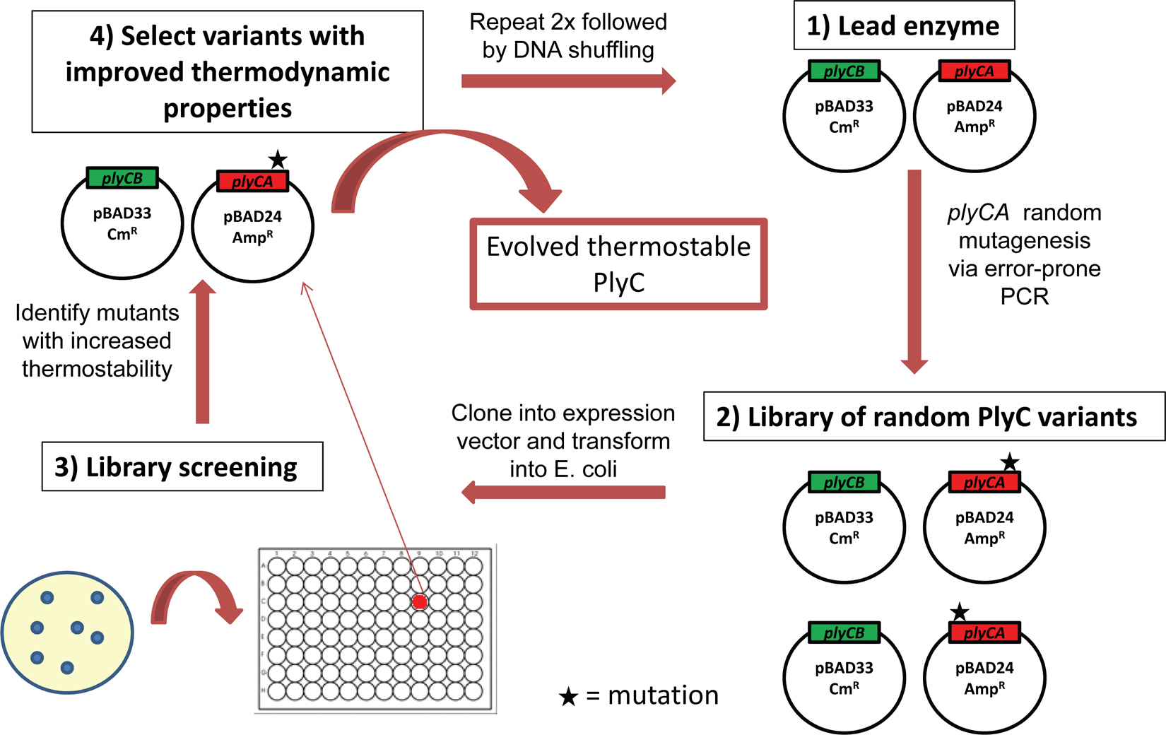 A New Screening Method for the Directed Evolution of Thermostable ...