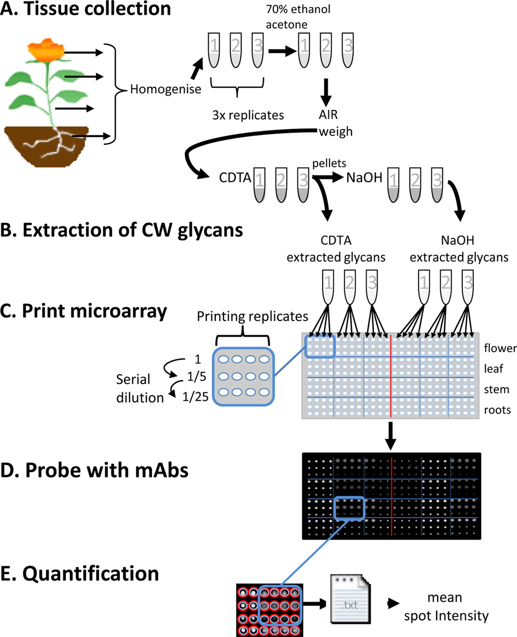 Glycan Profiling of Plant Cell Wall Polymers using Microarrays | Protocol