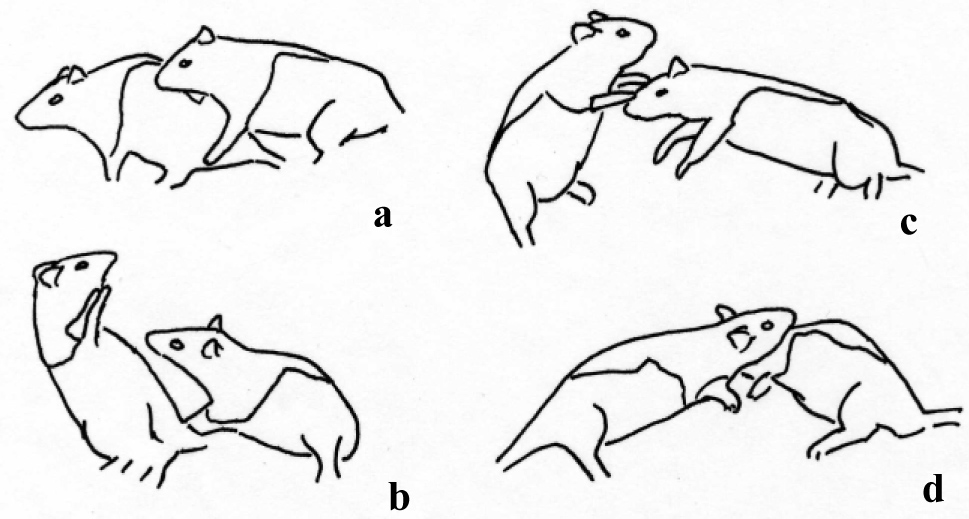 Peering into the Dynamics of Social Interactions: Measuring Play ...
