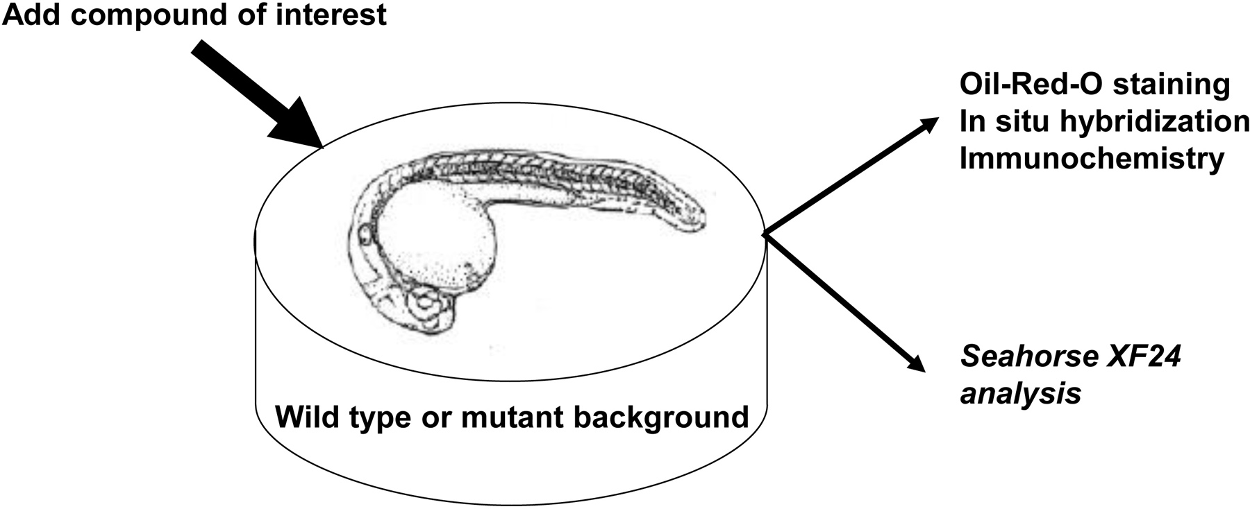 Metabolic Profile Analysis of Zebrafish Embryos (Scientific Article ...