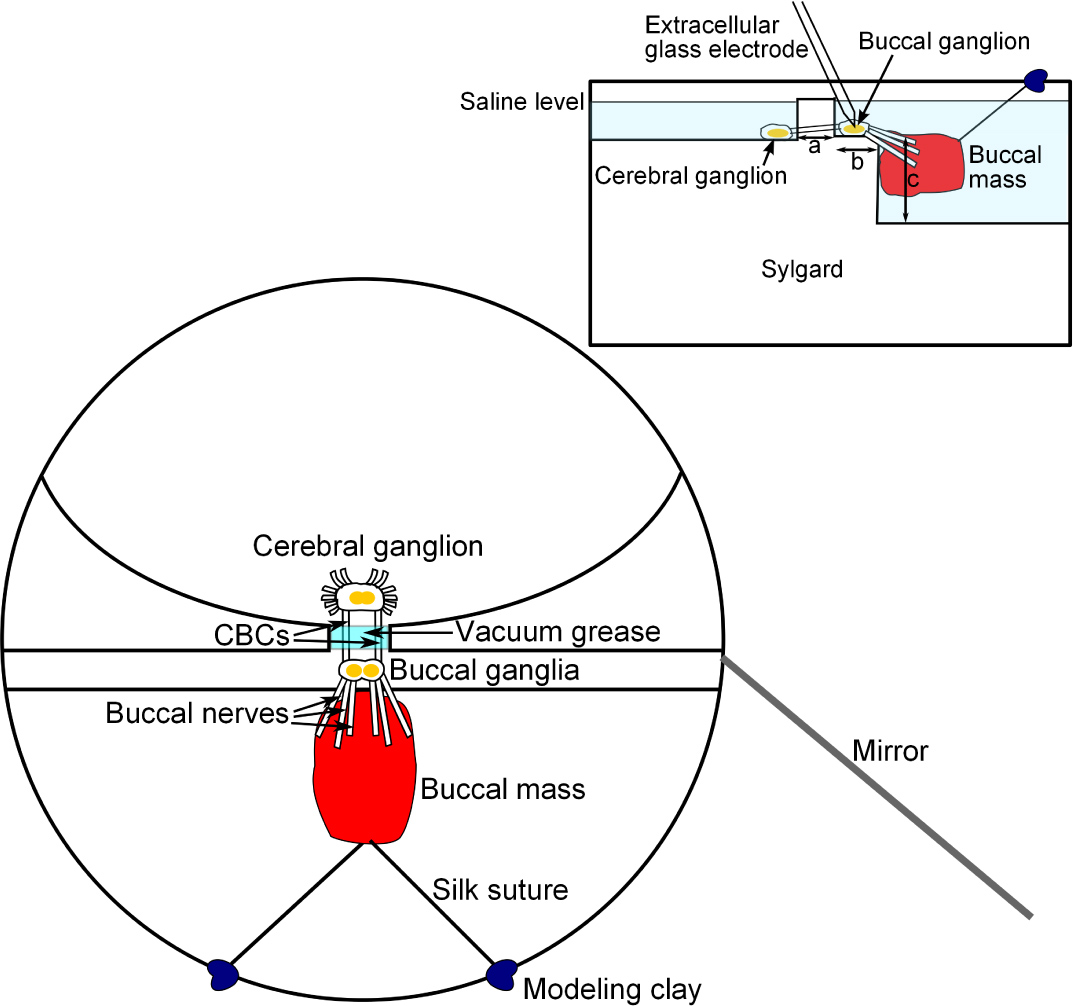 An In Vitro Preparation for Eliciting and Recording Feeding Motor ...